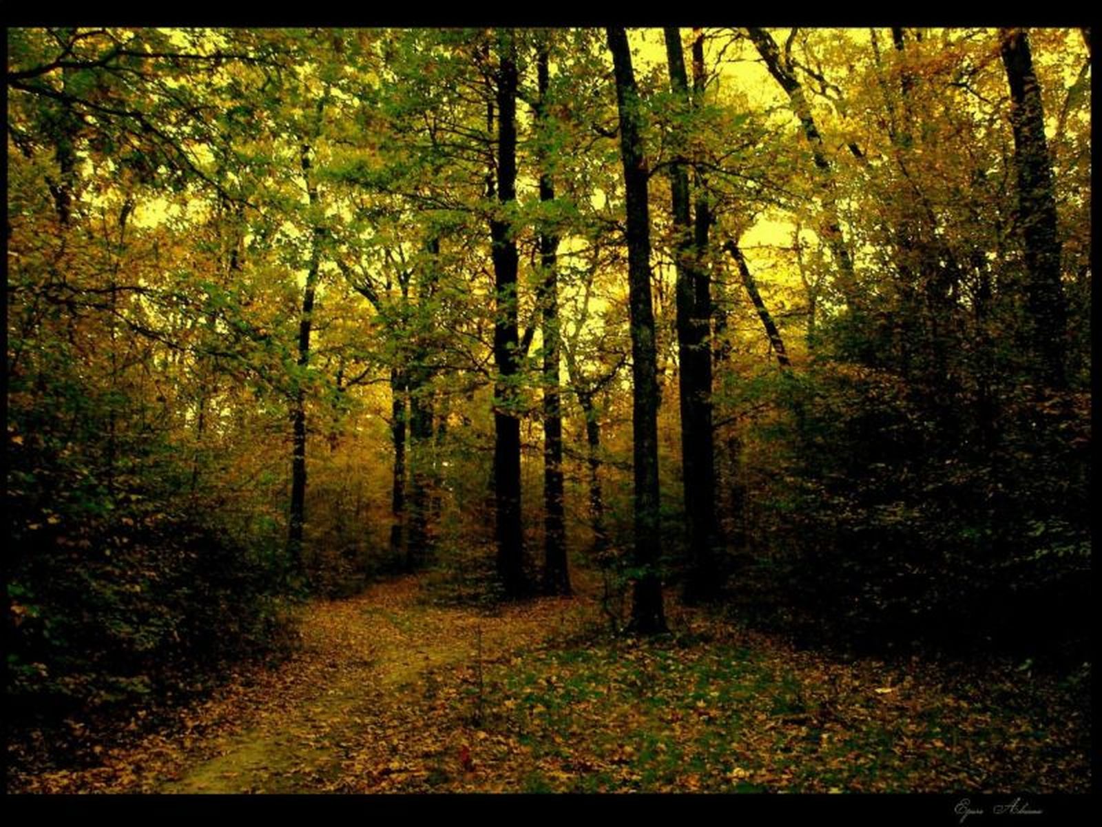 undeva la mijloc: Gânduri şi peisaje de toamnă