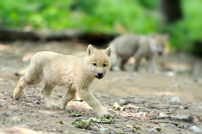 White Wolf : Stunning Images Showcase the Cuteness of Fluffy Arctic ...