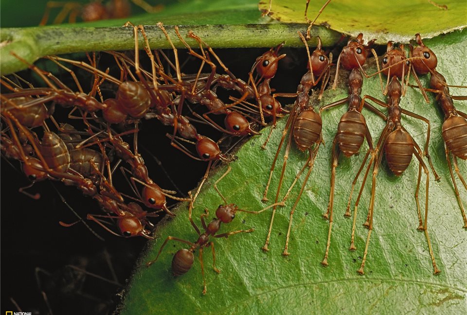 Significado De Gregario Wikipedia - swideoa