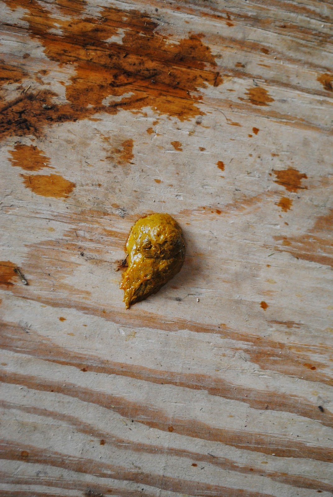 Adventures on Zephyr Hill Farm: 1 Dexter Cow, 2nd Lactation, and the ...