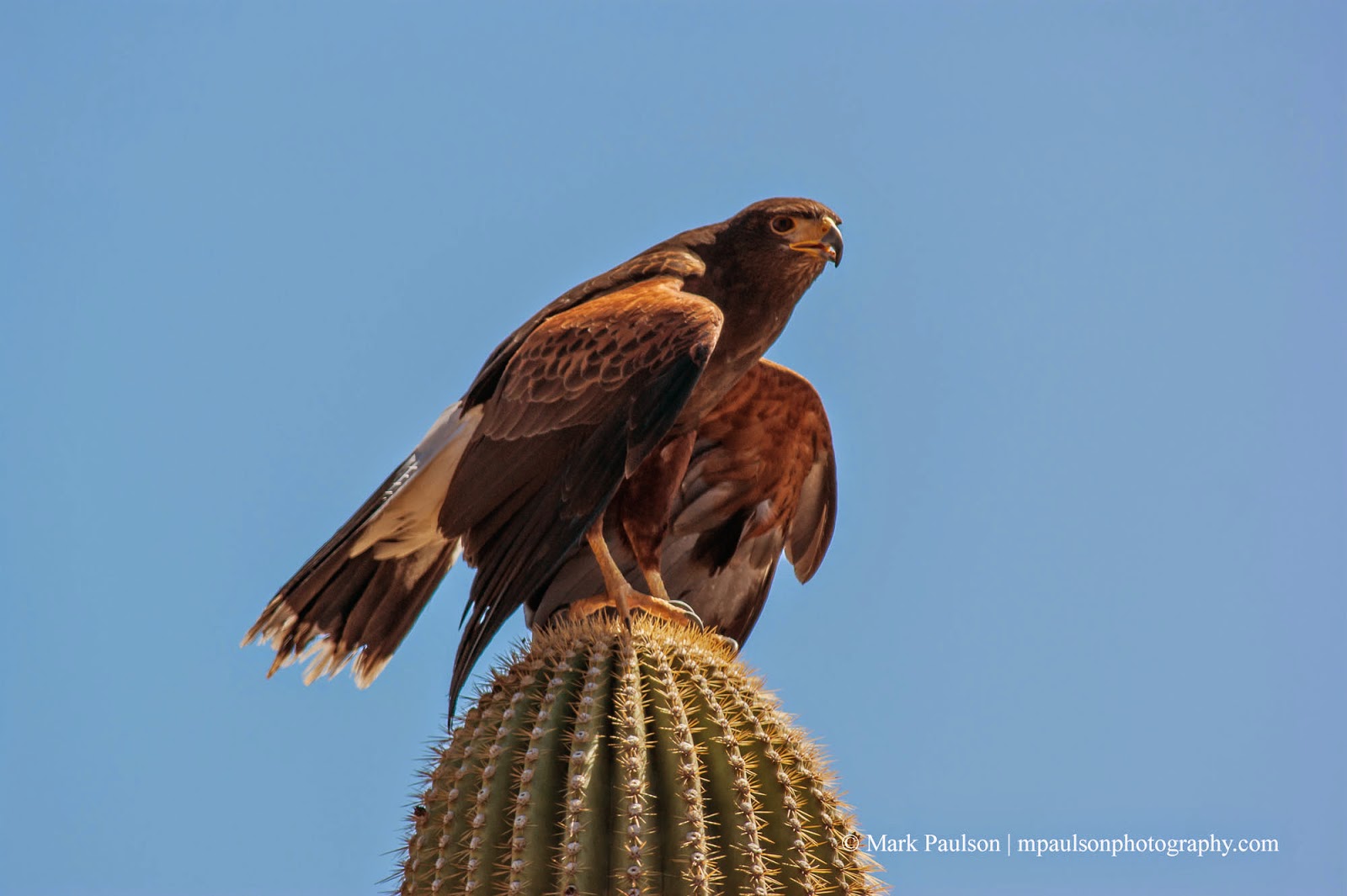 MAP Artistic Photography: 8/10/14 - 8/17/14