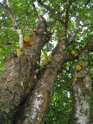 We love Our Bangladesh: Jackfruit (Kathal) -National Fruit of Bangladesh