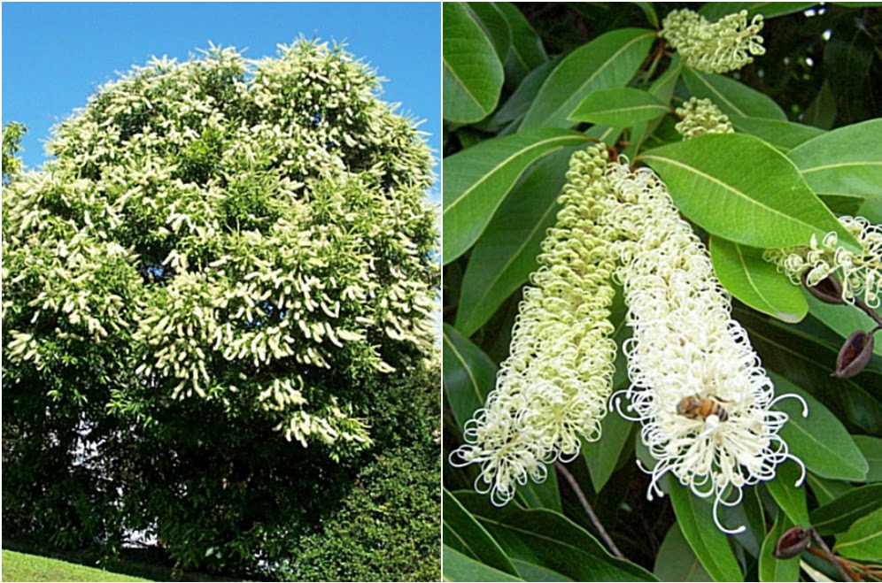 Snapshots of Beauty: THE SIDESHOW BOB TREE