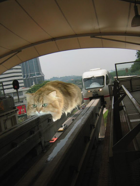 Monorail Cat | Funny Cat Pictures