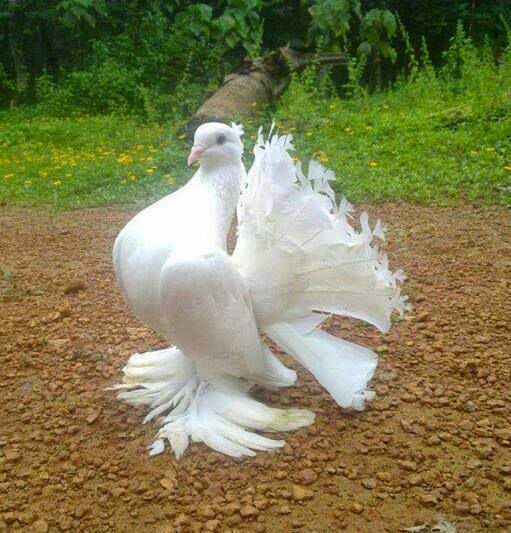 SPESIALIS MERPATI: MERPATI KIPAS ATAU AMIRICAN FANTAIL