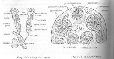 Zoology for higher secondary level: Frog: Male Reproductive System