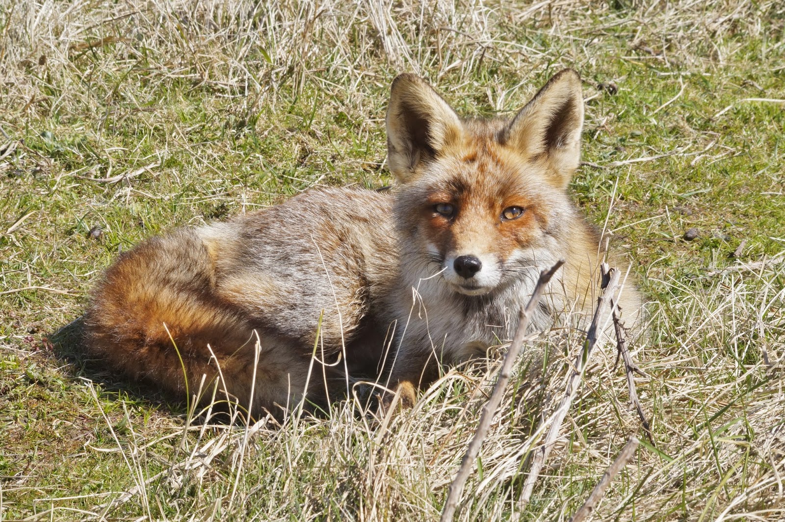 Natuur Natuurlijk !: Vossen in de Amsterdamse Waterleidingduinen