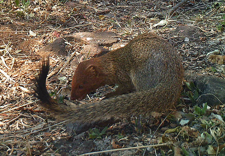 Remote Camera Trap - South Africa: Magaliesberg Mongeese