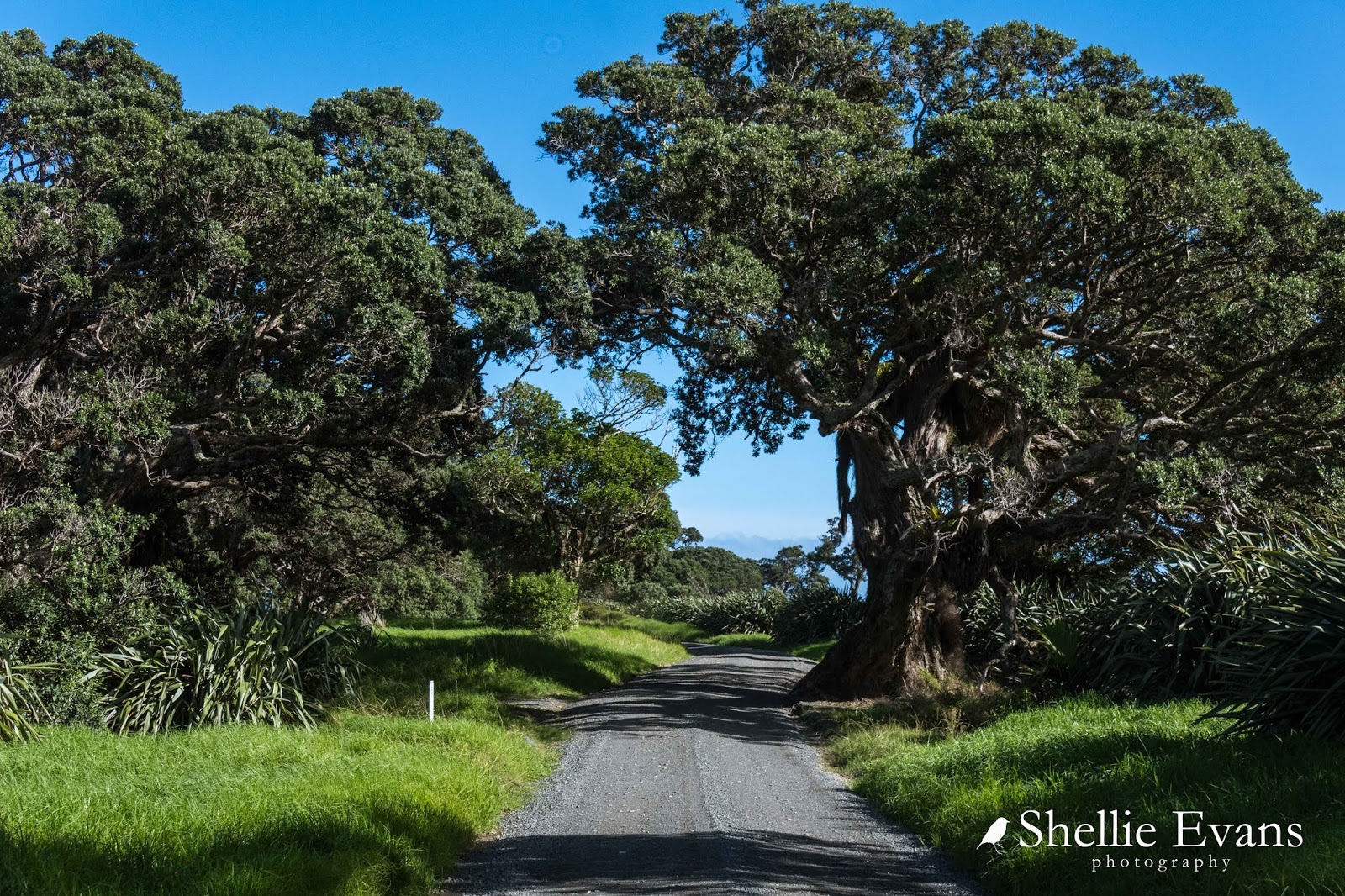 Two Go Tiki Touring: A Return to Port Jackson- Coromandel