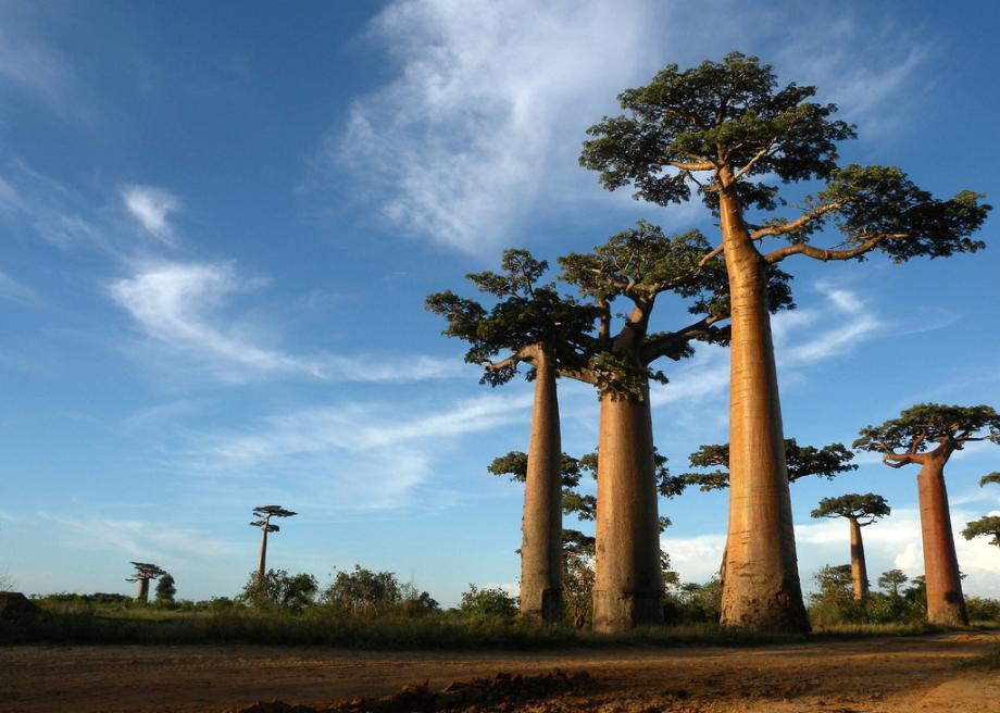THE WORLD OF INTERESTING FACTS: Avenue of the Baobabs - Natural ...