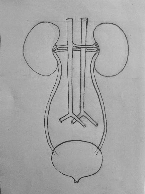 DRAW IT NEAT : How to draw Human kidneys