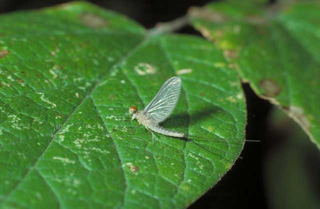 la naturaleza: la efímera