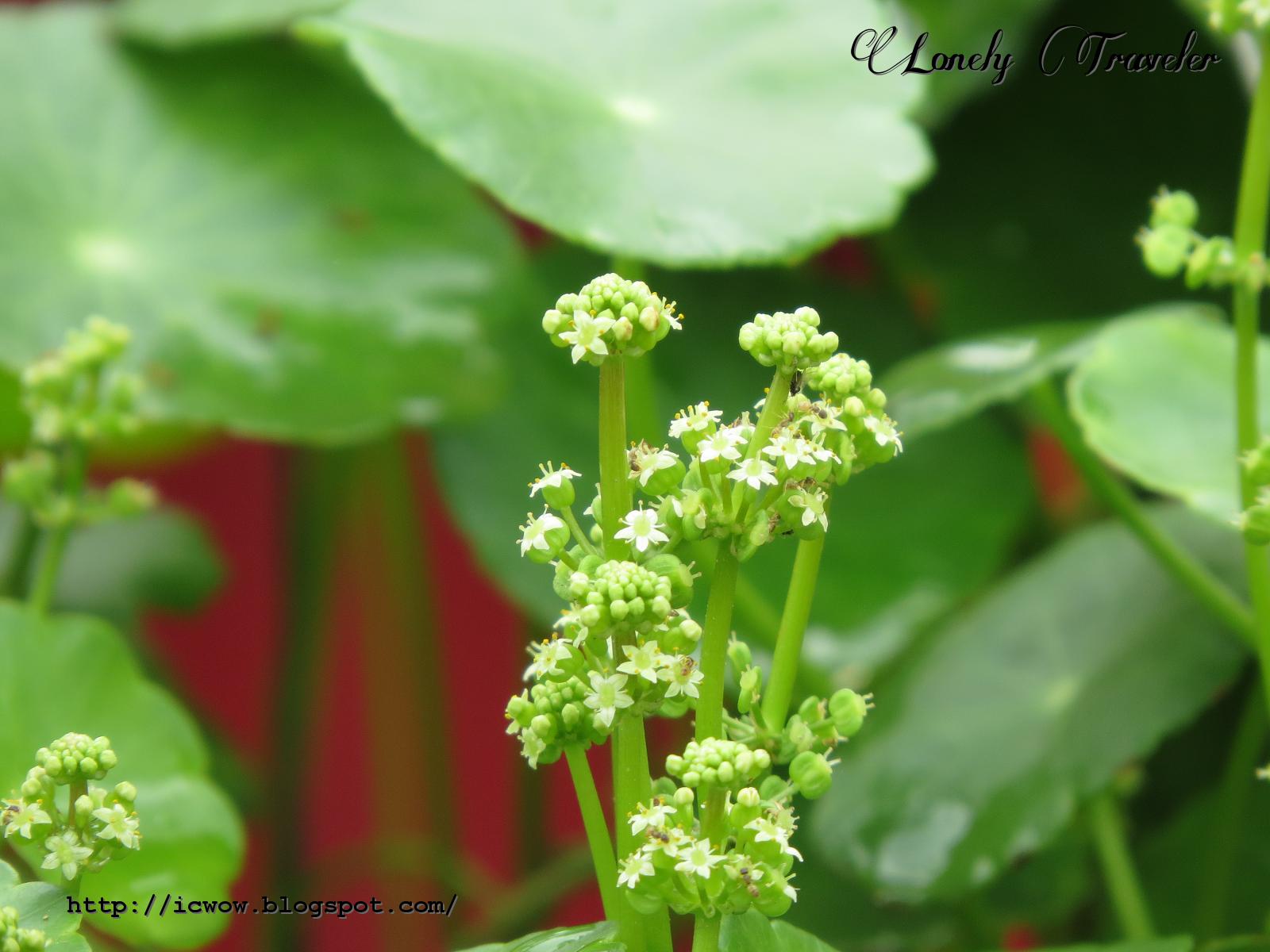 Water pennywort - Hydrocotyle ranunculoides