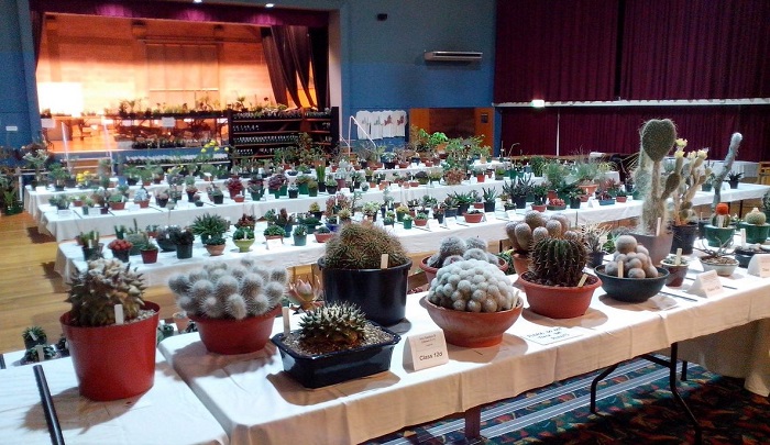 HOW TO GROW PRIZE WINNING CACTUS |The Garden of Eaden