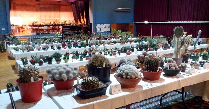 HOW TO GROW PRIZE WINNING CACTUS |The Garden of Eaden