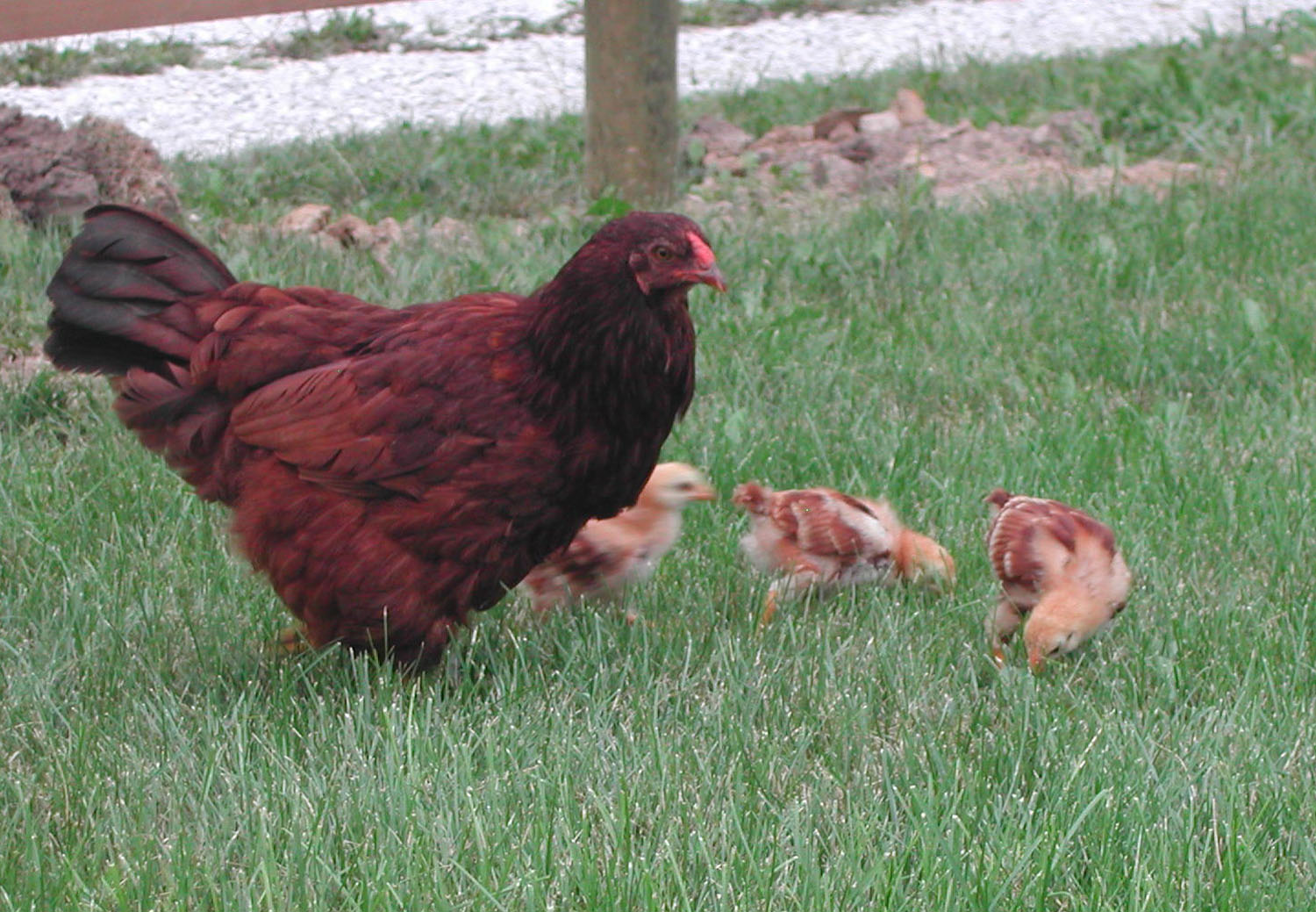Ewe Chicks and a Llama: An Impulsive Chicken Moment