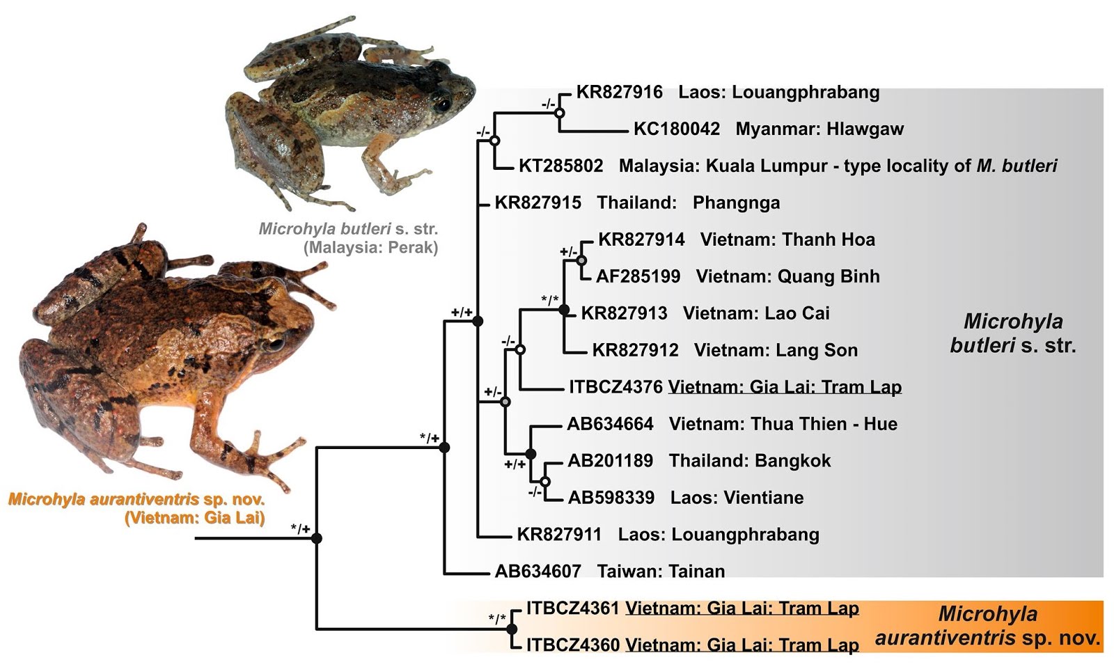 Species New to Science: [Herpetology • 2019] Microhyla aurantiventris ...
