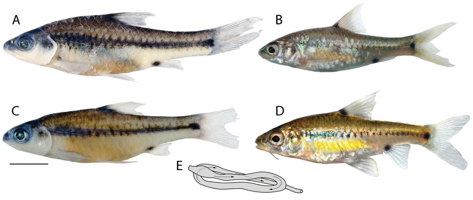 Species New to Science: [Ichthyology • 2018] Enteromius walshae • A New ...