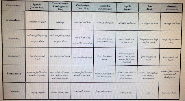 KINGDOM ANIMALIA : Conclusion: Evolution and Increasing complexity In ...