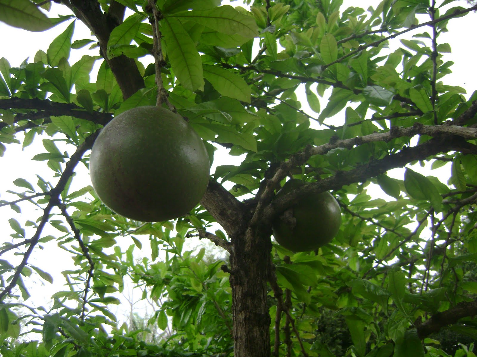Mi Area Protegida Las Hortensias: Naturaleza Indomita