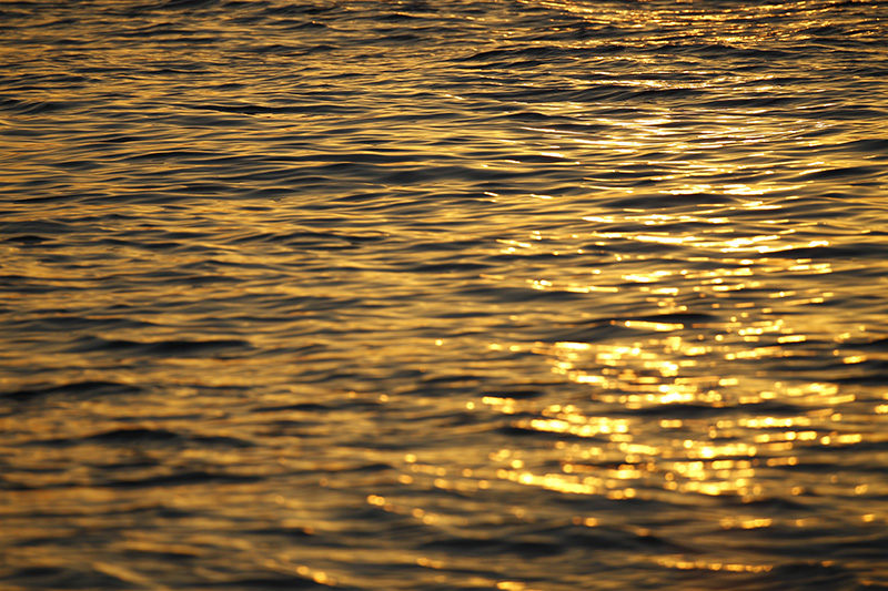 Kuwait Birding: An afternoon at Kubbar Island