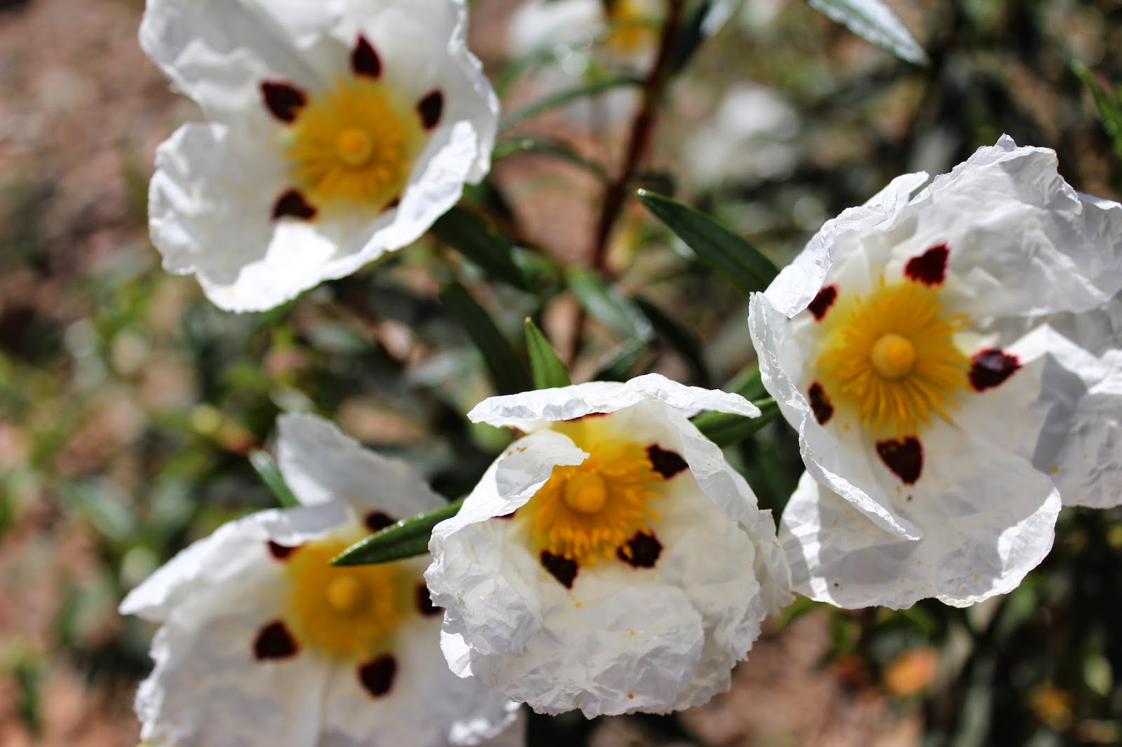 Perfumes y luces de Extremadura: Flores de Jara e insectos. Especial ...