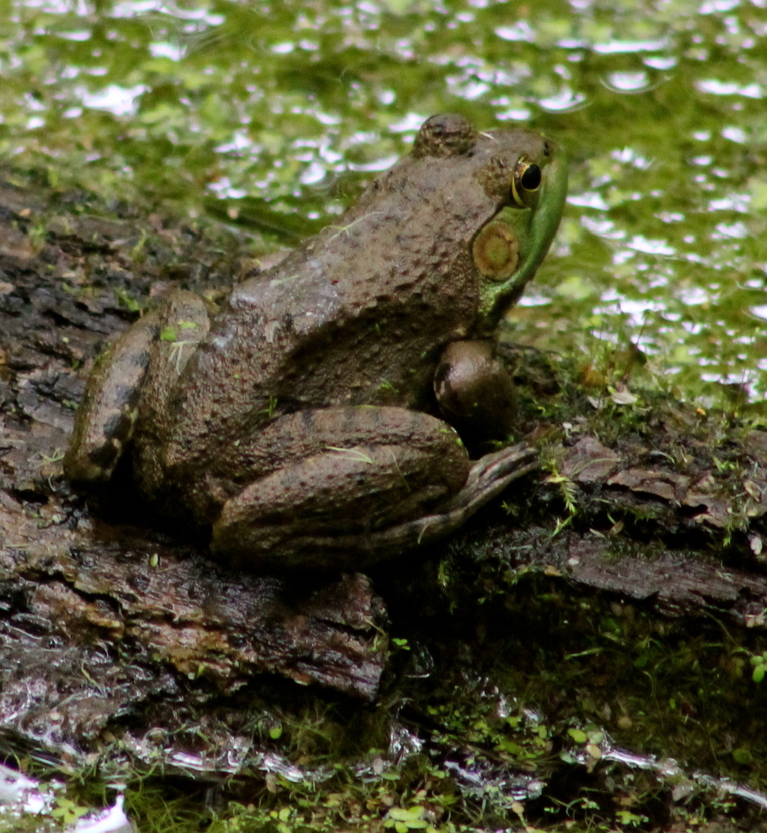 Ty and Ida On the Road: Dauphin Island & Natchez Trace