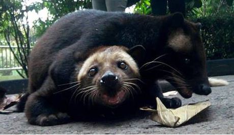MUSANG BULAN | Musang Bekasi