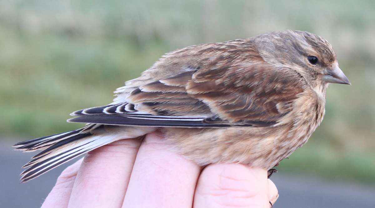 Another Bird Blog: Mostly Linnets