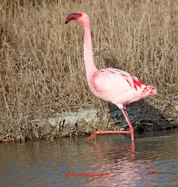 Flamant nain, en visite en Camargue. (Phoeniconaias minor)