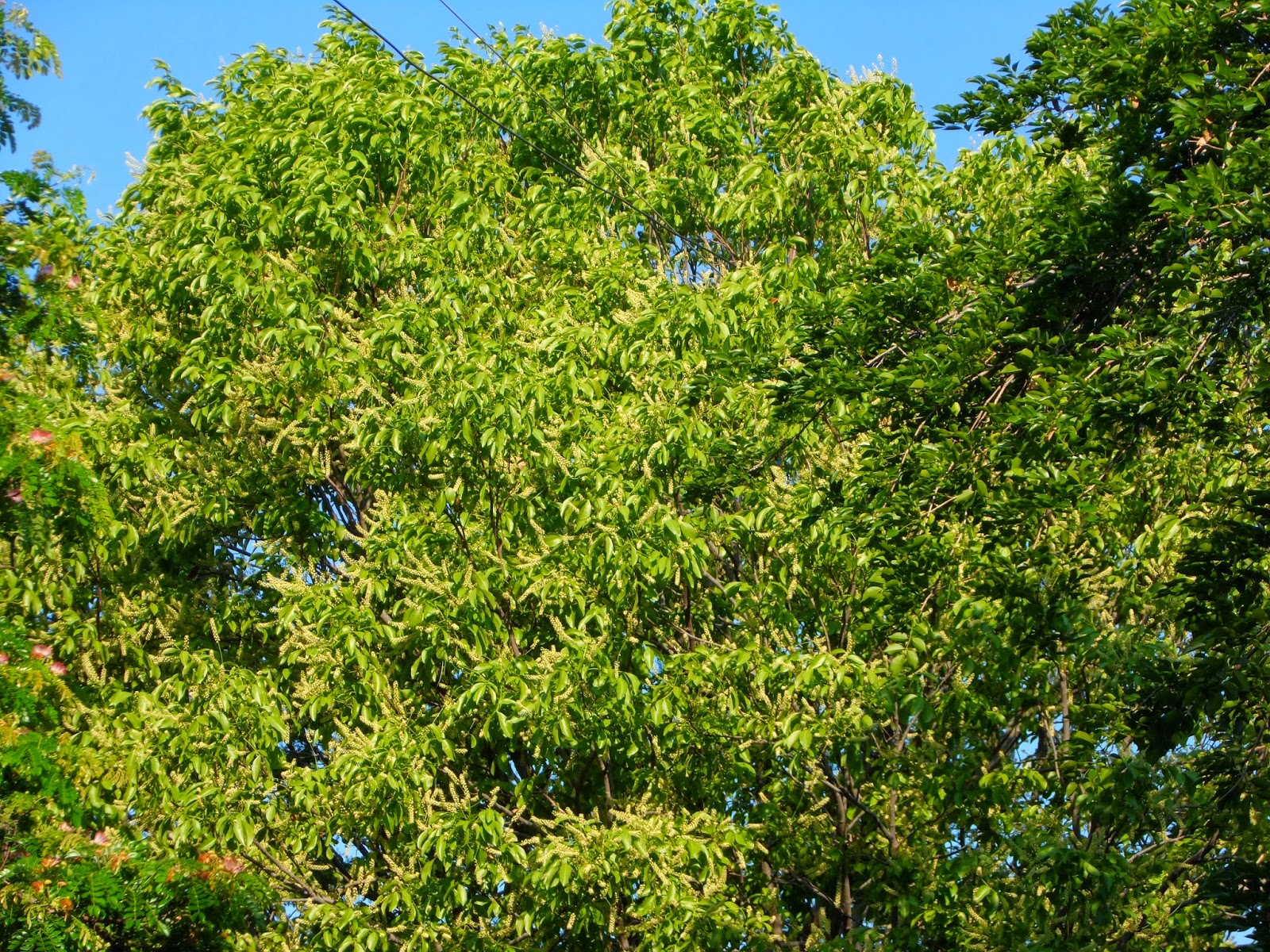 Ernesto Guerra: Árbol de mamón y su exquisito fruto, en Valledupar