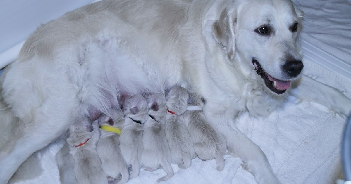 Teddy & Surrey Litter – Week One