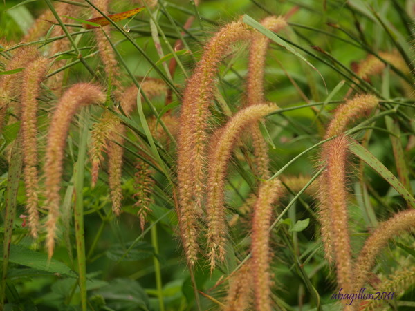 Andrea's Plants, Photos and Travels: Tropical Grasses