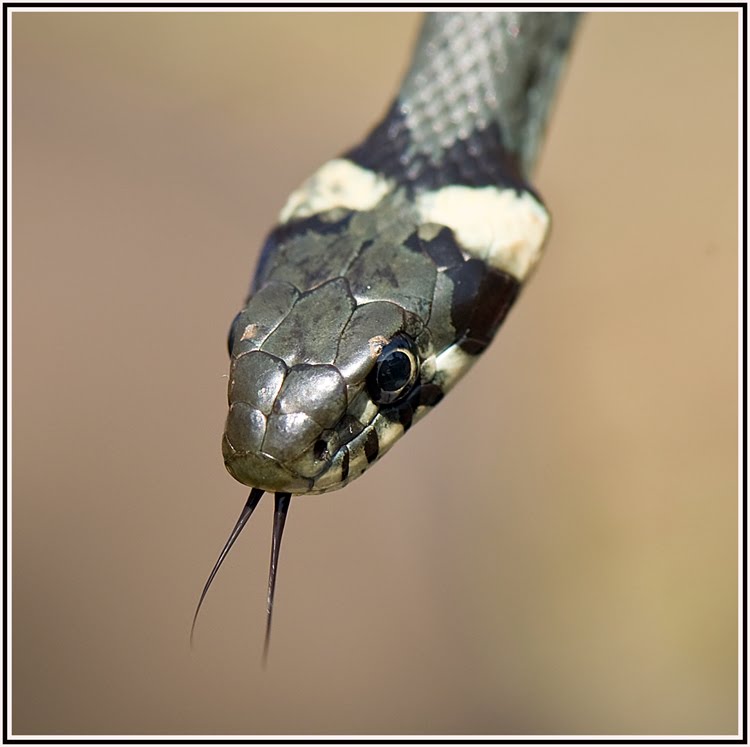 TOM DYRING WILDPHOTO / NN: "ORM"