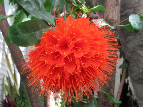 FLOR DO DIA - ROSA-DA-MONTANHA