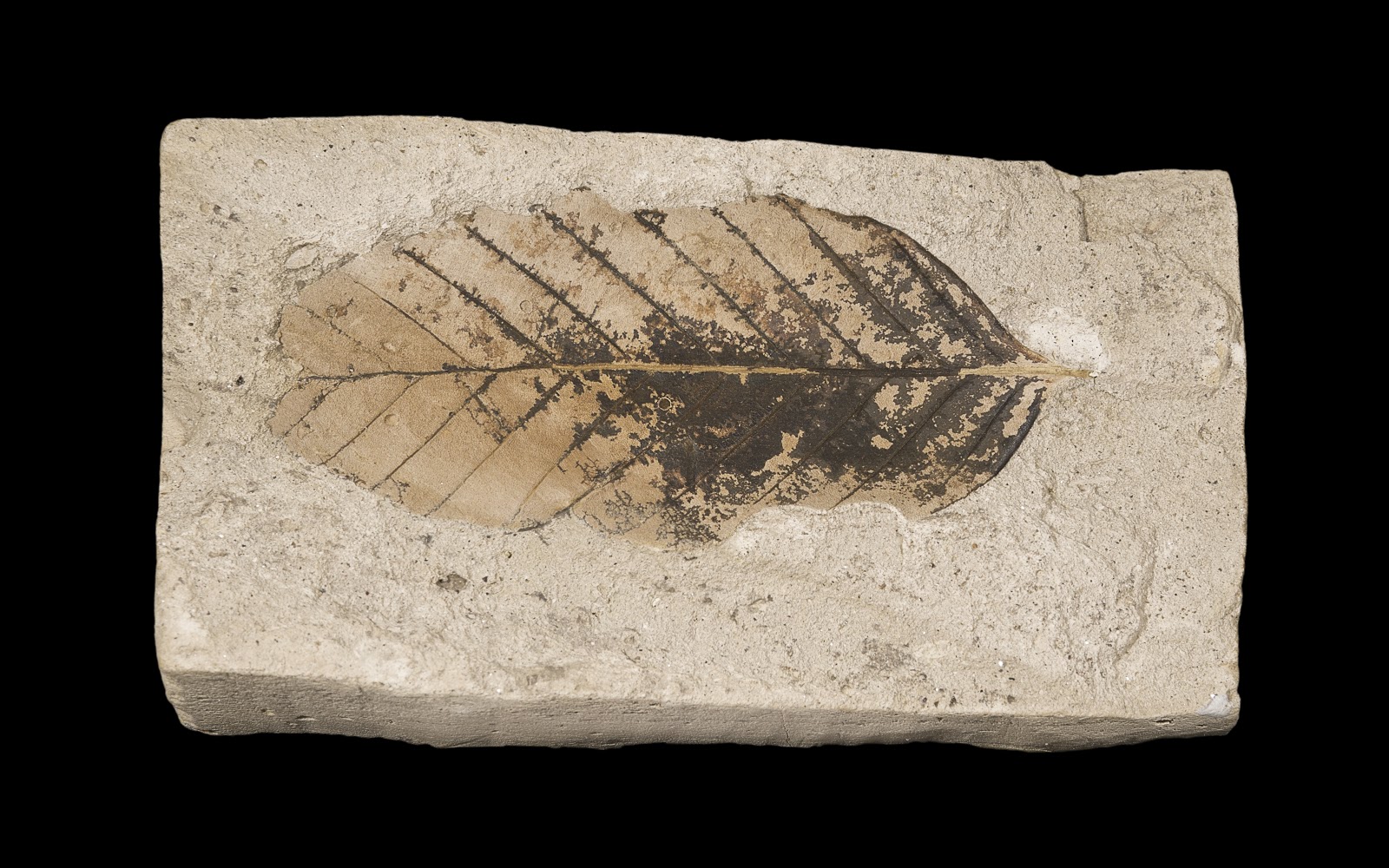 Fosil / Definisi, Jenis dan Proses Pembentukan | SM-IAGI UNG