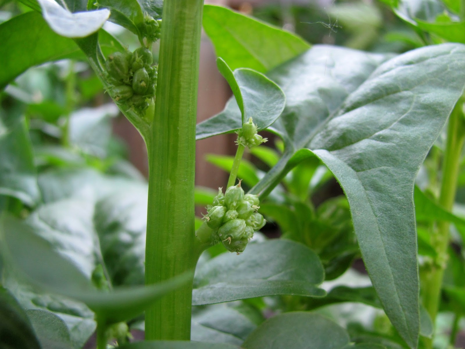 Sweet Domesticity: Saving Spinach Seed