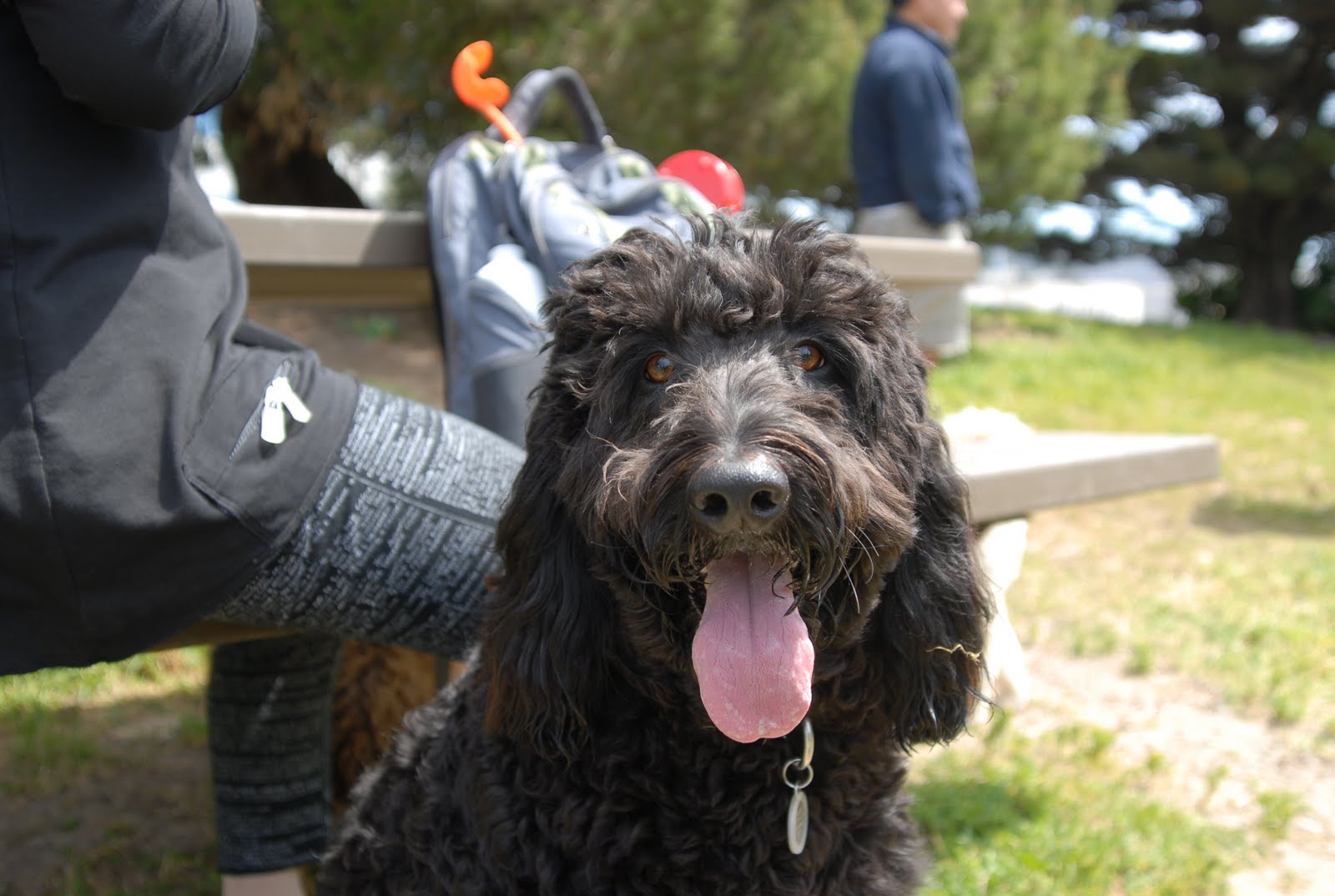 Foodie-bia: Point Isabel Doodle Romp