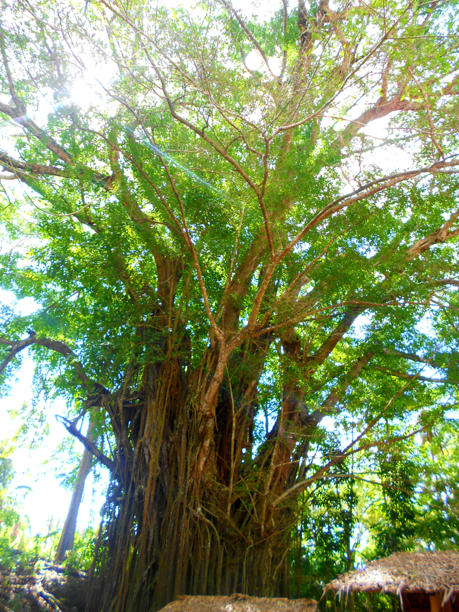 TravelWithShark: Century Old Balete Tree ~ Siquijor Island