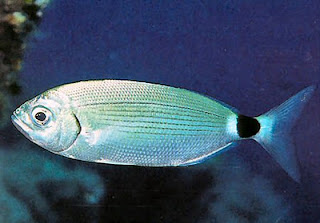 Asociación de pesca deportiva - ESTEPONA EL SARGO: Diferentes tipos de ...