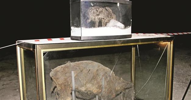 Ancient Digger Archaeology: Body of Donkey Discovered in Salt Cave