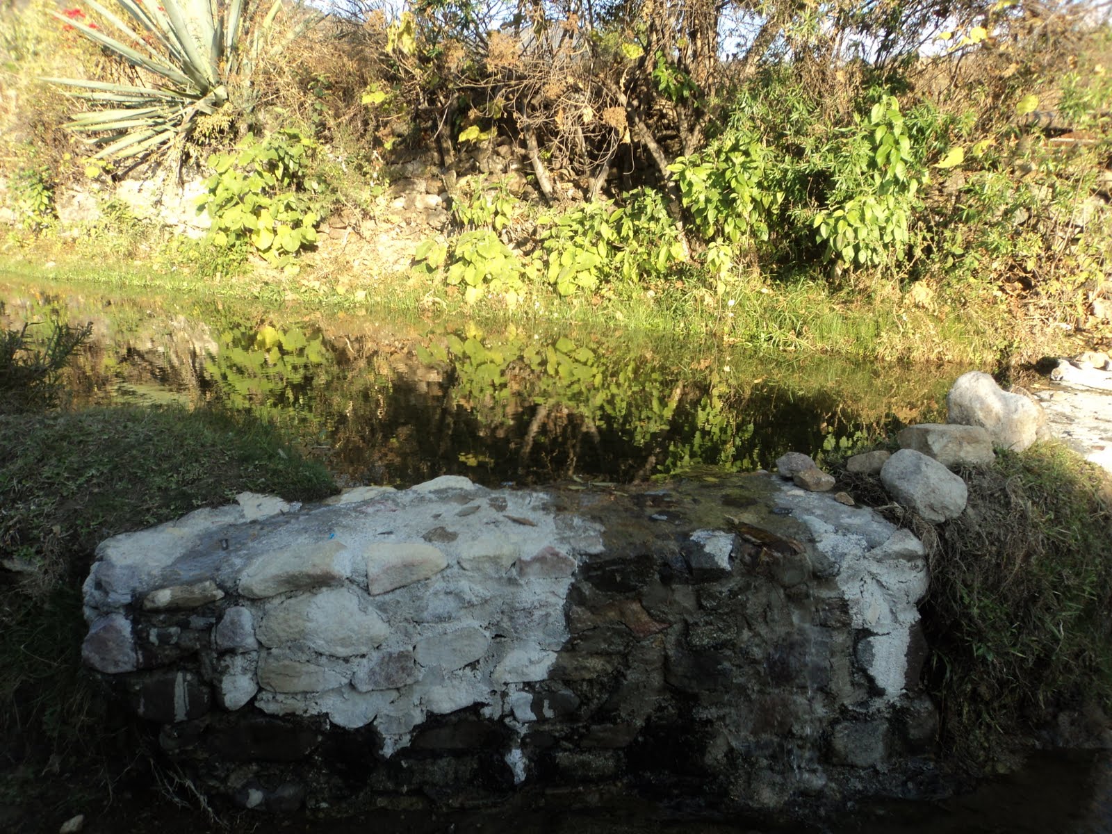 GUBARU: naturaleza de teotitlan del valle