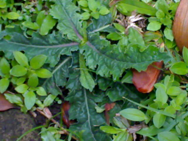 Tugas Farmakognosi: Daun Keji Beling, Tapak Leman, dan Babadotan