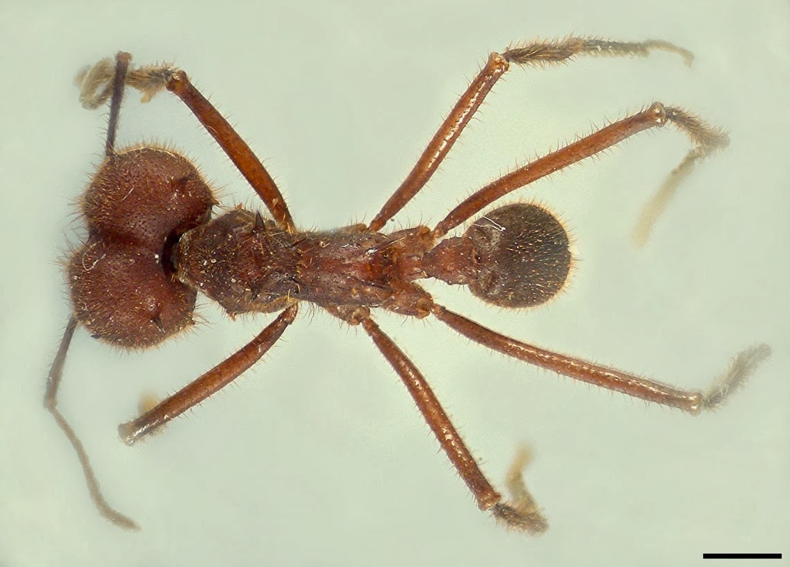 ARTHROPODA MEXICANA: Atta texana "hormiga corta hojas" "hormigas arrieras"