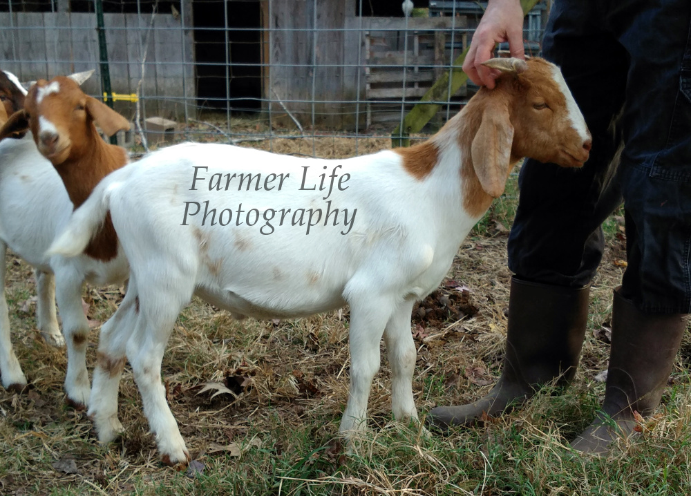 Living A Farmer's Life: Goat Catch Up Post V - Finally the last one!