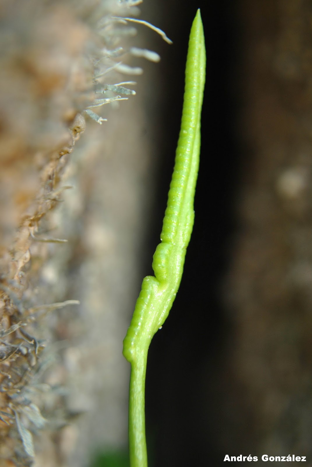 FOTOS DE FLORA NATIVA Y ADVENTICIAS DE URUGUAY : Ophioglossum ...