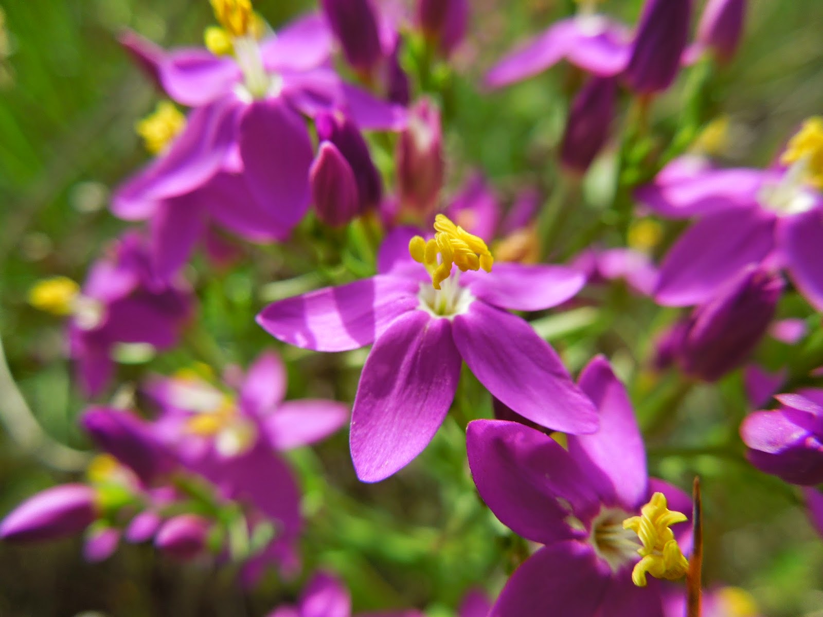CENTAURA MENOR - BOTÀNIC SERRAT