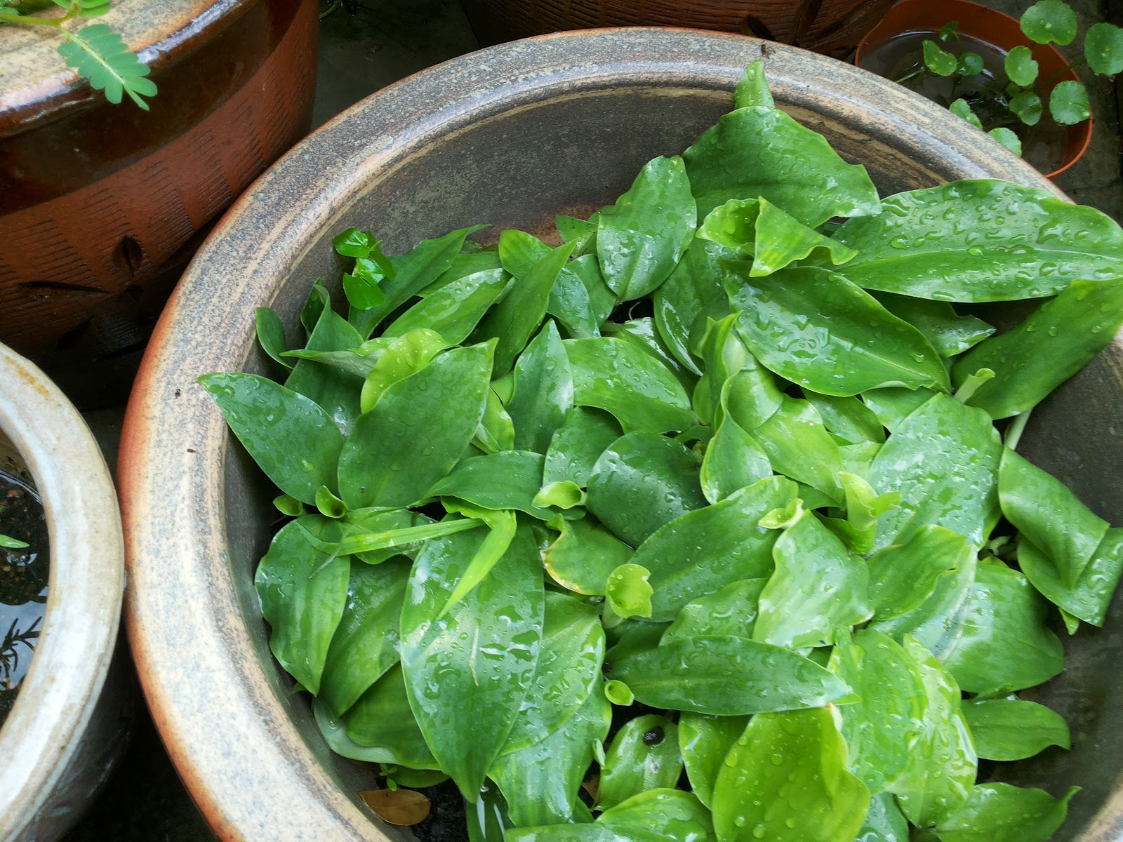 HIJAU DI RUMAH BAHAGIA: Cekur