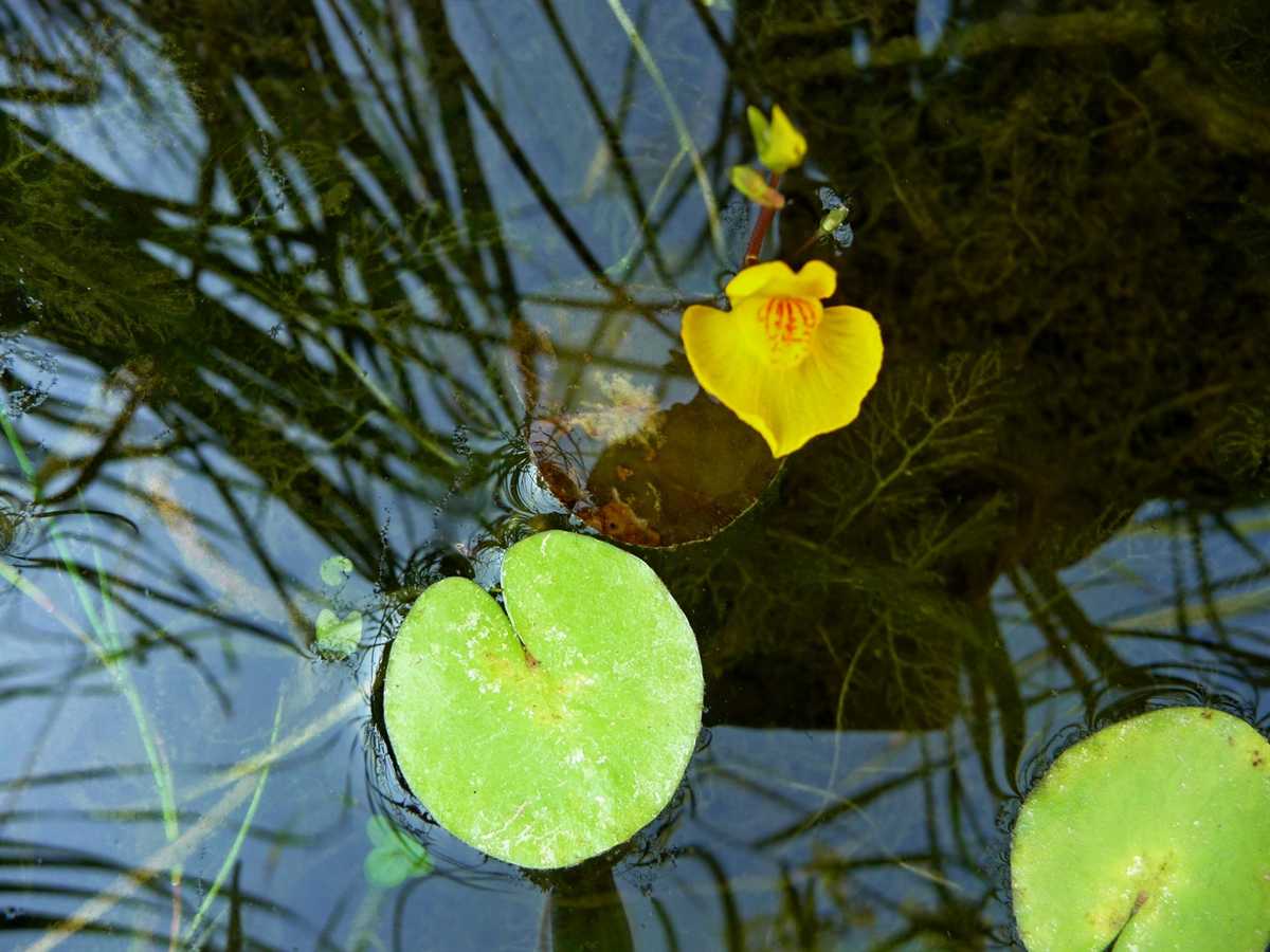 r o b i n 's y a r d: Utricularia vulgaris