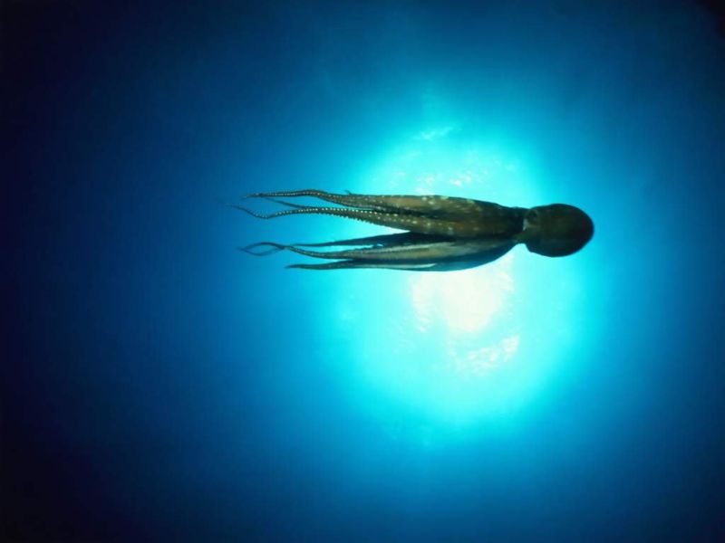 DENİZDEKİ CANLILAR: Suda Yaşayan hayvanlar Deniz Canlıları Hakkında ...